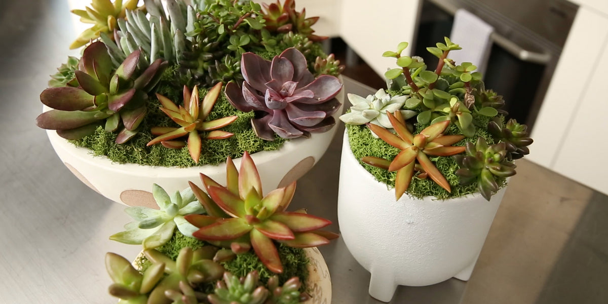 DIY: How To Make A Standout Succulent Arrangement - Apt2B
